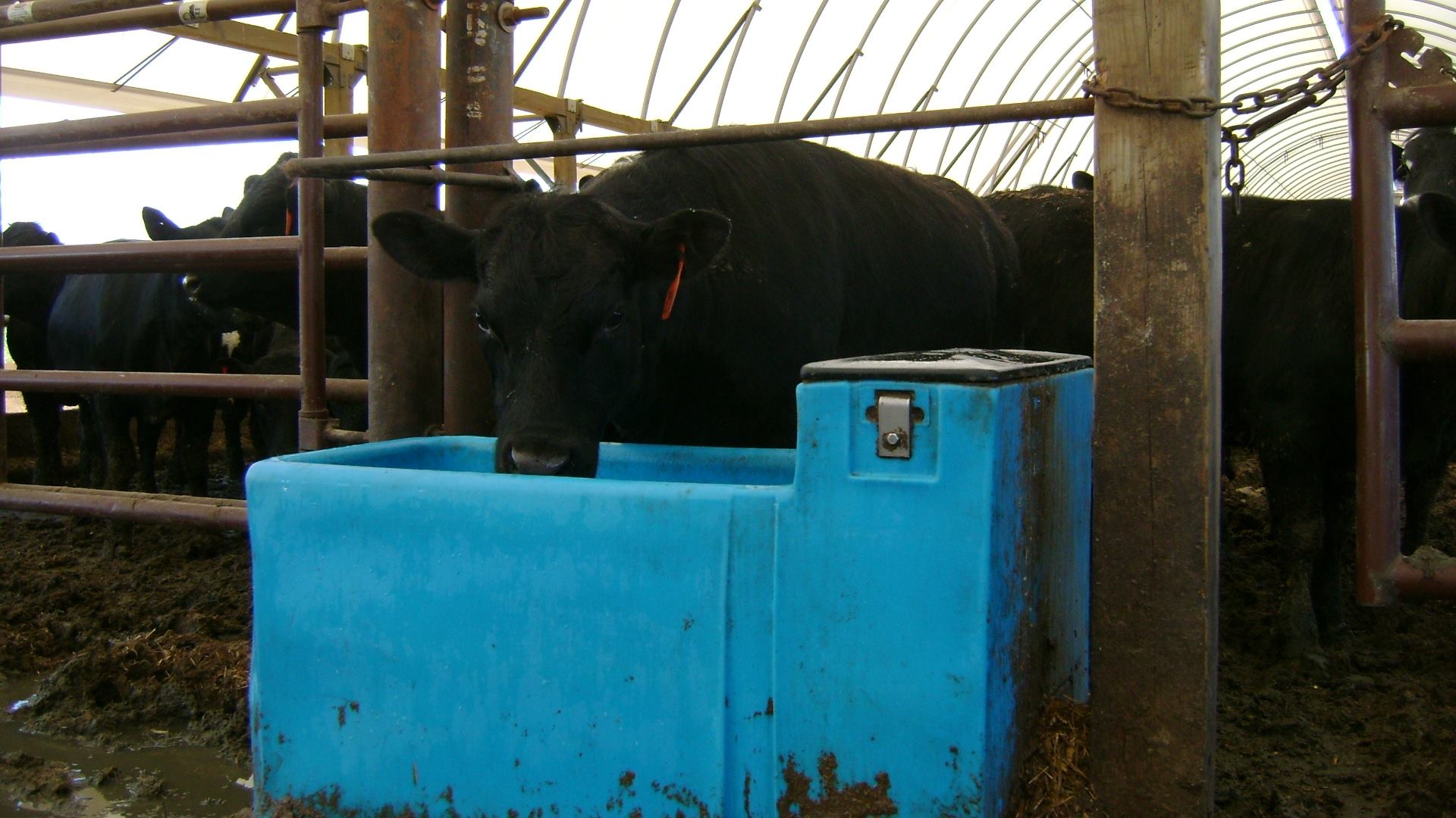 Cattle Waterers - Ritchie livestock fountains